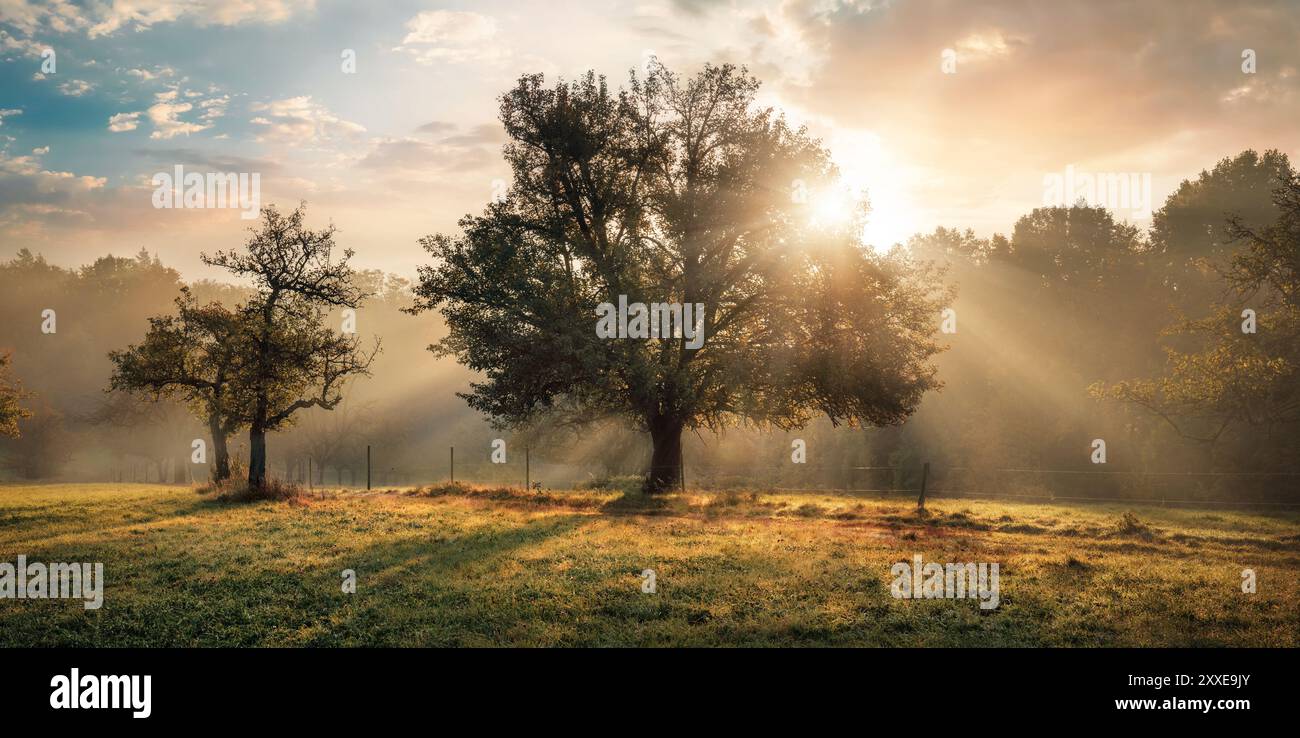 Mood-elevating rural scenery with the morning's golden sun rays shining ...