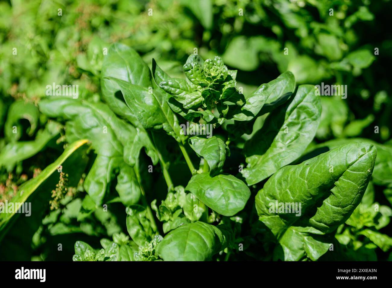 Large group of fresh green leaves of spinach in an organic garden, with ...