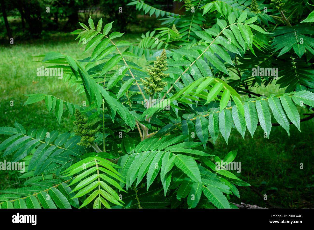 Minimalist monochrome background with large green leaves and small ...