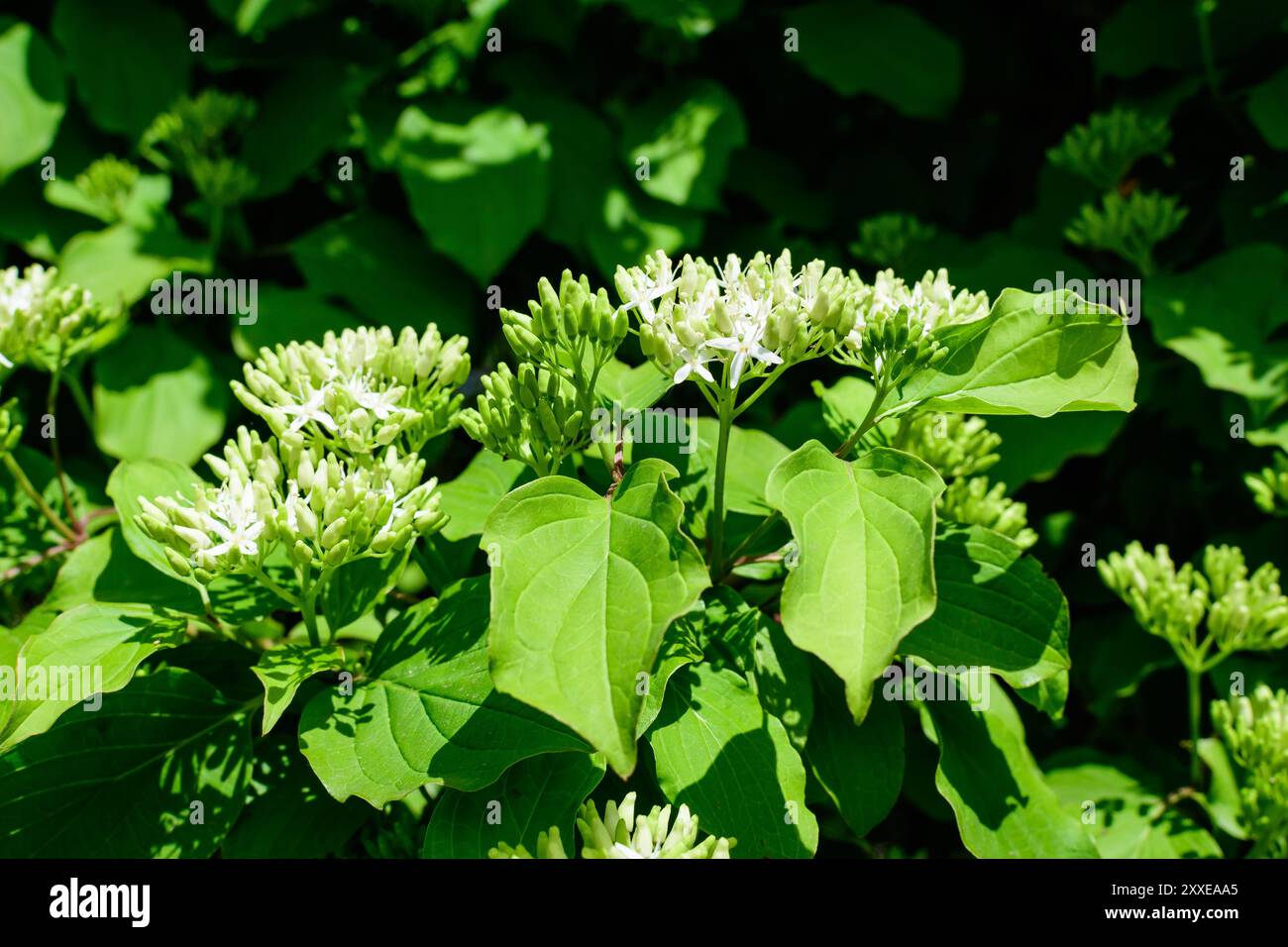 Vivid green leaves and white flowers on branches of Cornus Alba ...