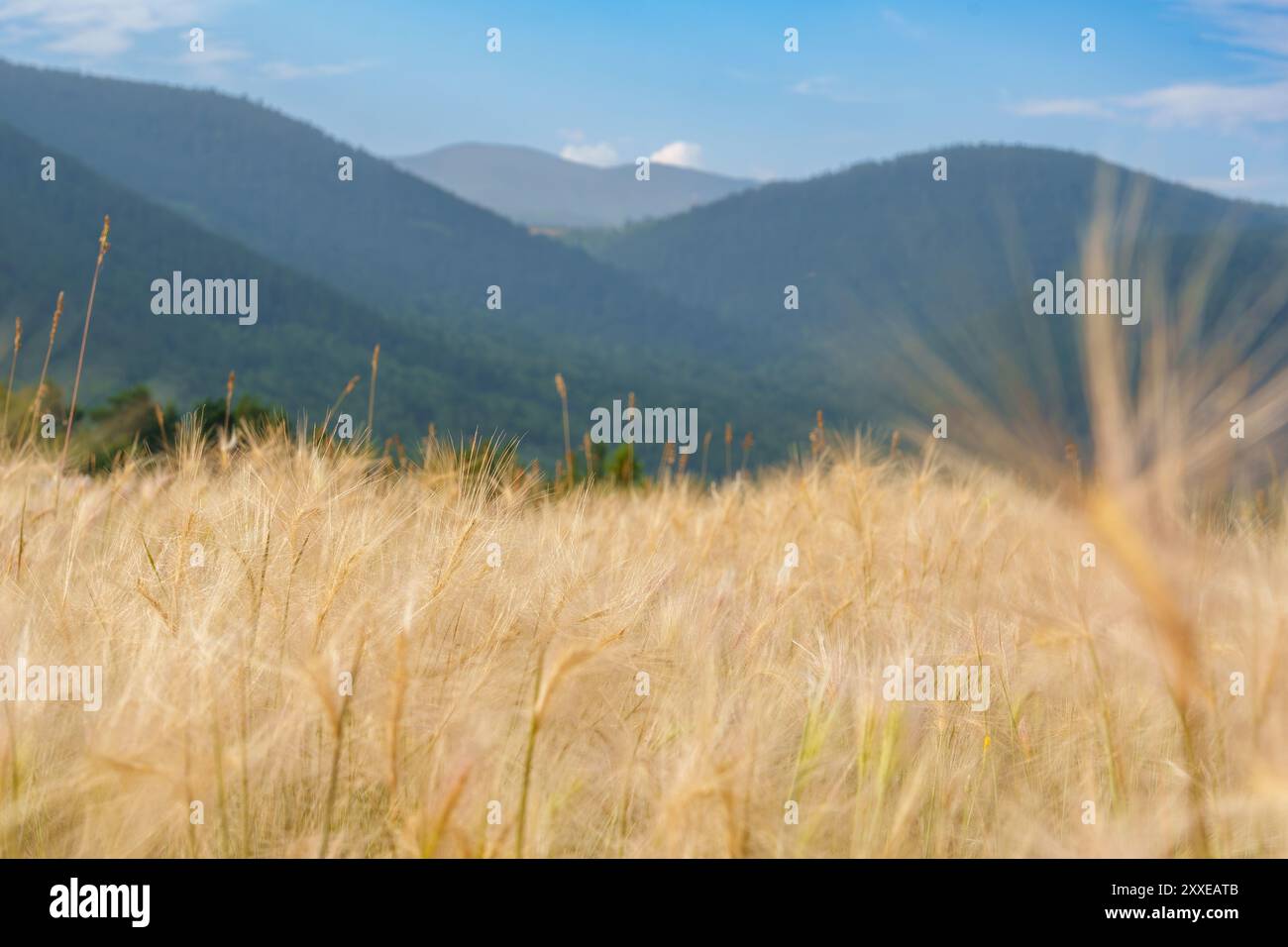 A close-up view of a golden grass field with a backdrop of misty ...