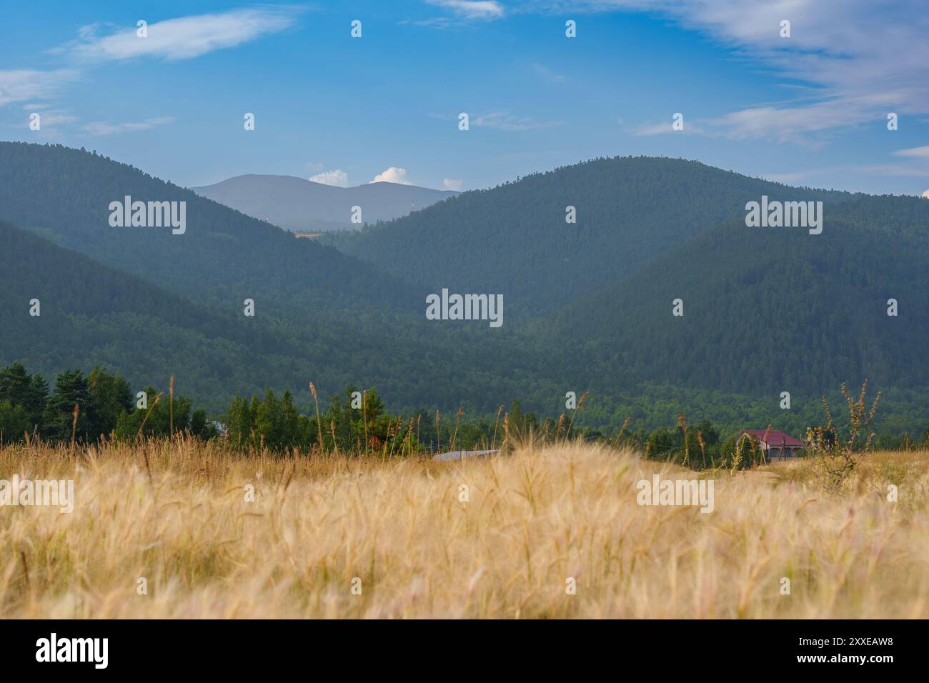 A close-up view of a golden grass field with a backdrop of misty ...