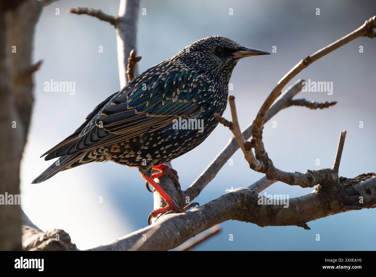 Starling bird on apple tree hi-res stock photography and images - Alamy