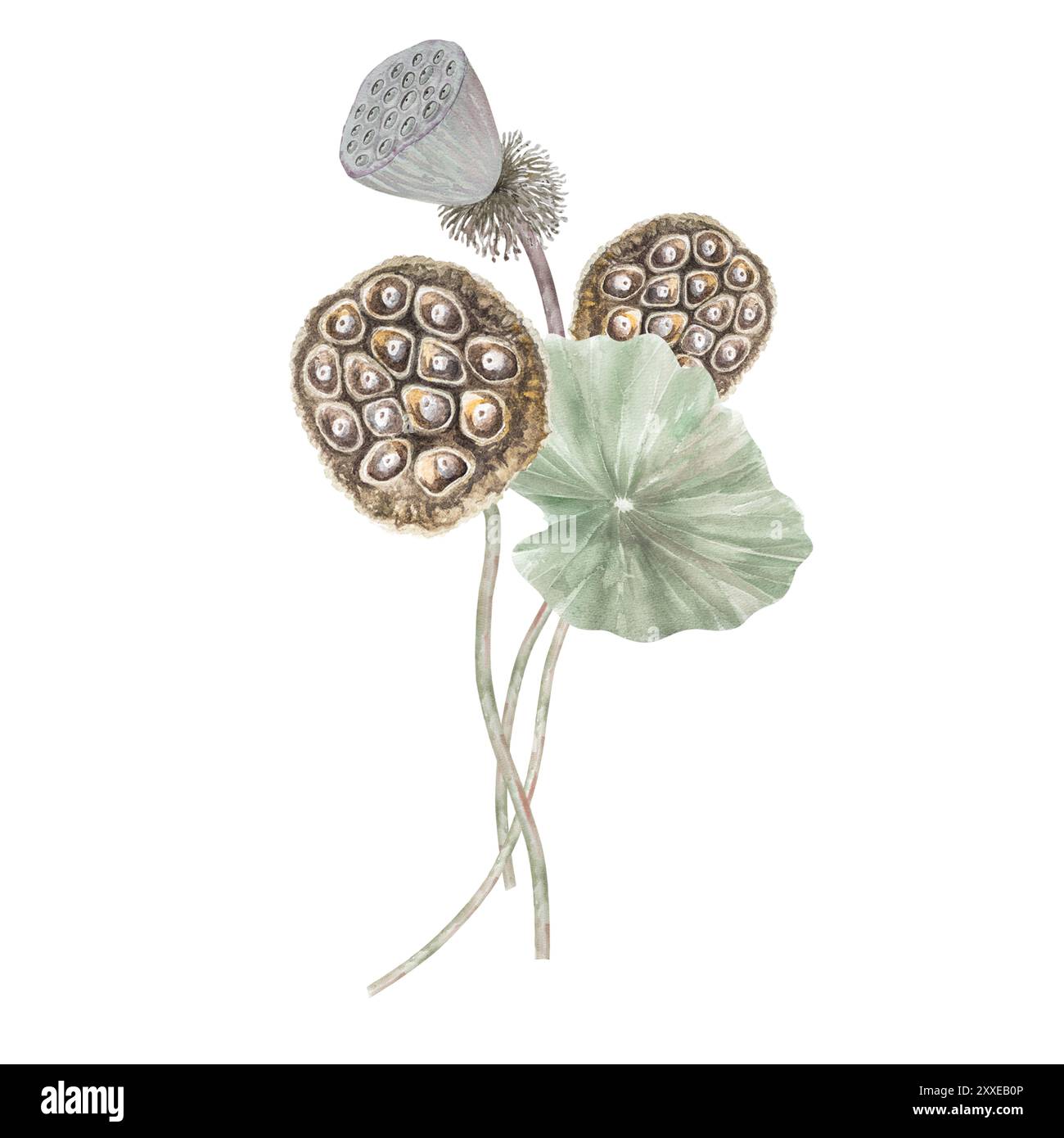 Composition bouquet of lotuses, seeds and leaves. Watercolor ...