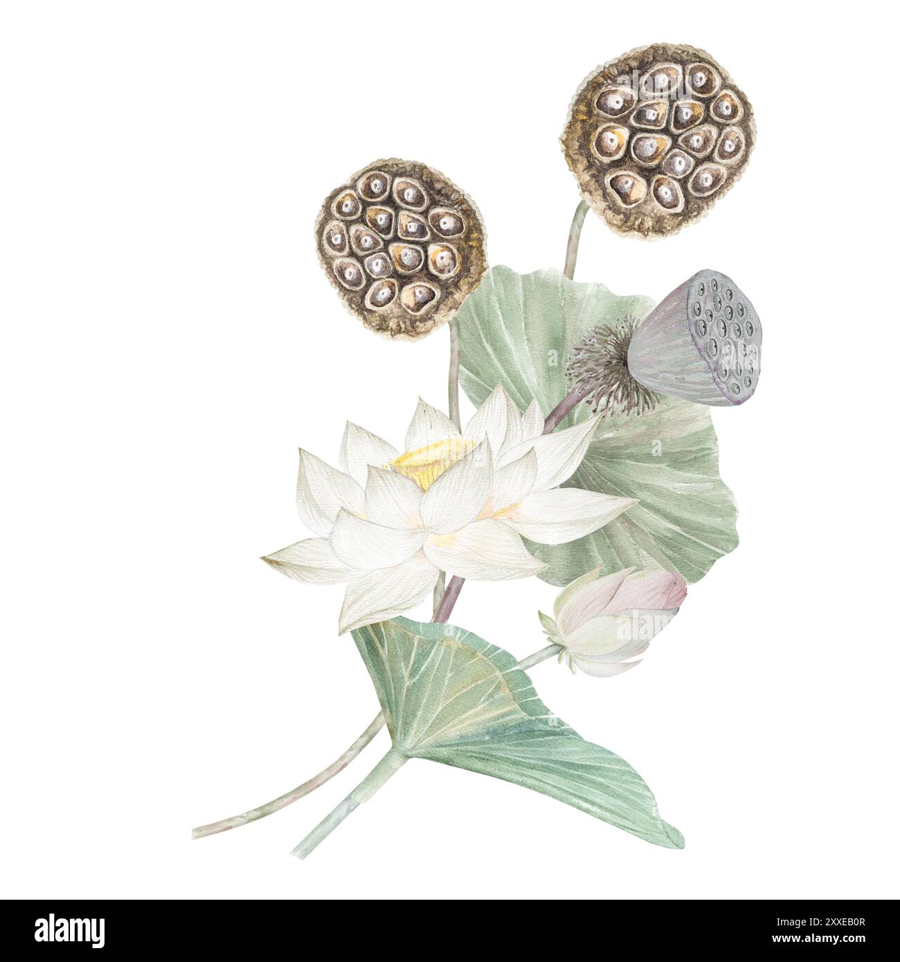 Composition bouquet of lotuses, seeds and leaves. Watercolor ...