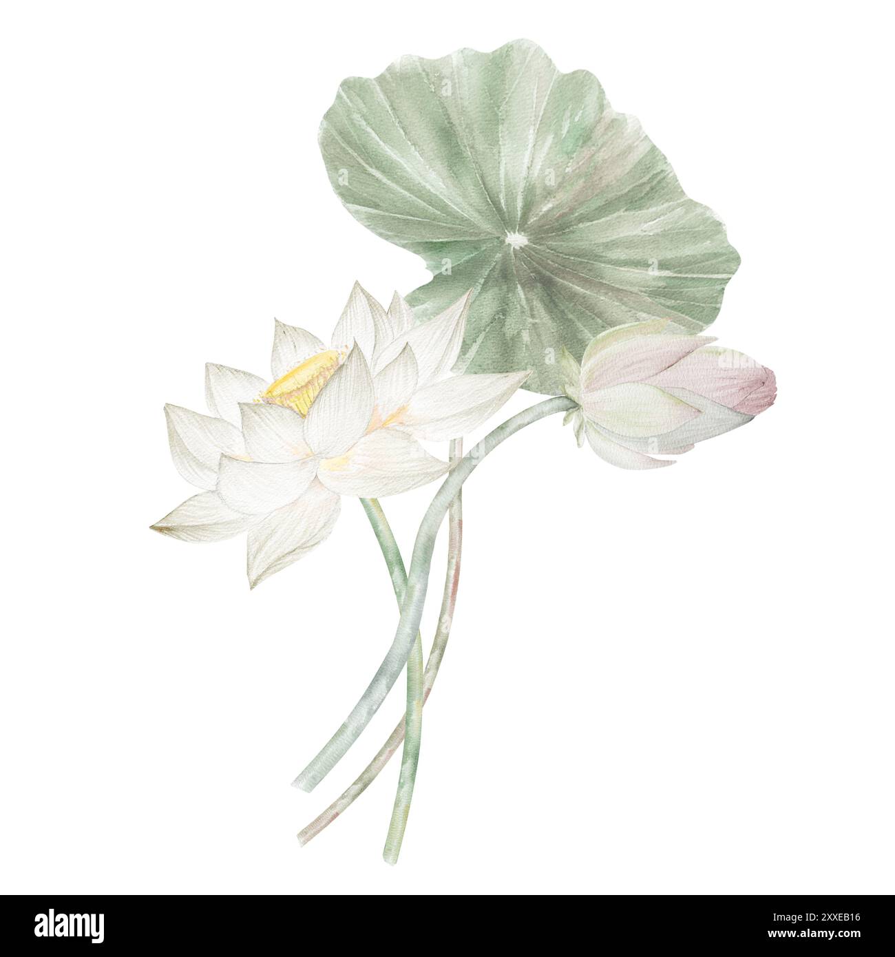 Composition bouquet of lotuses, seeds and leaves. Watercolor ...