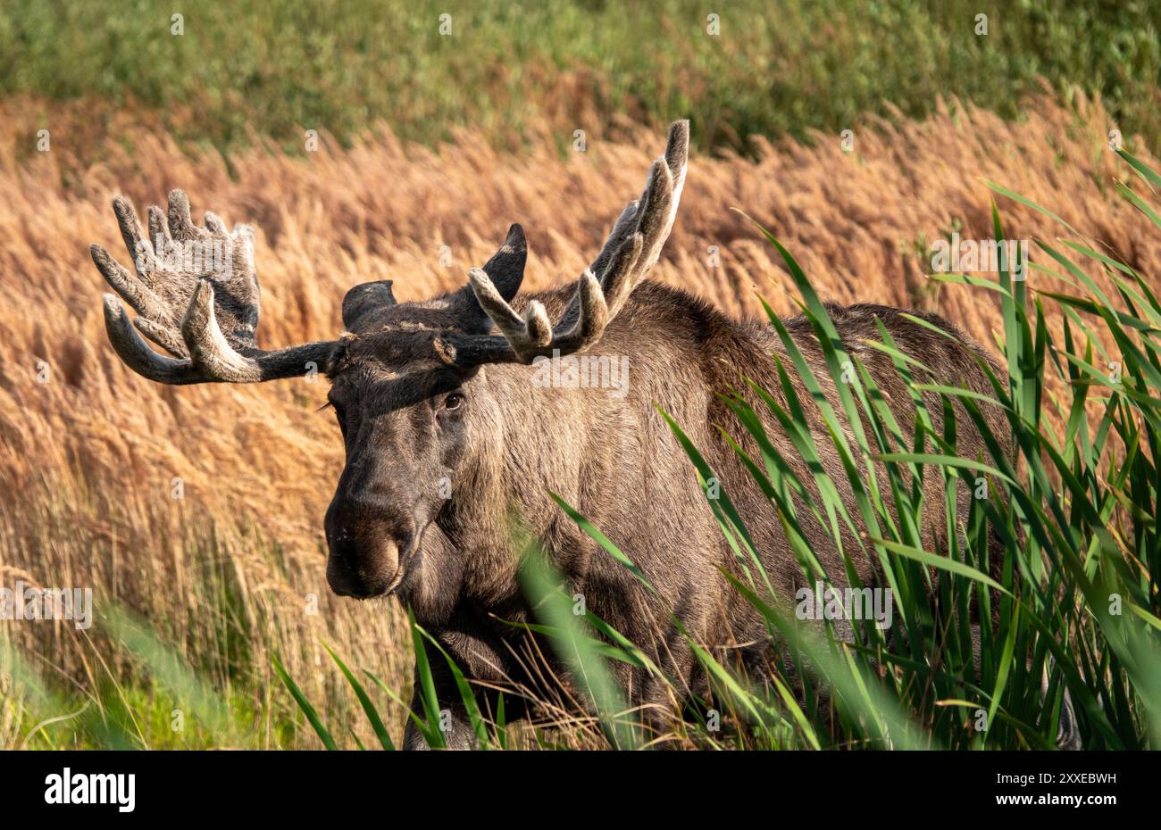 a male moose wild animal with big antlers living in the lille vildmose ...