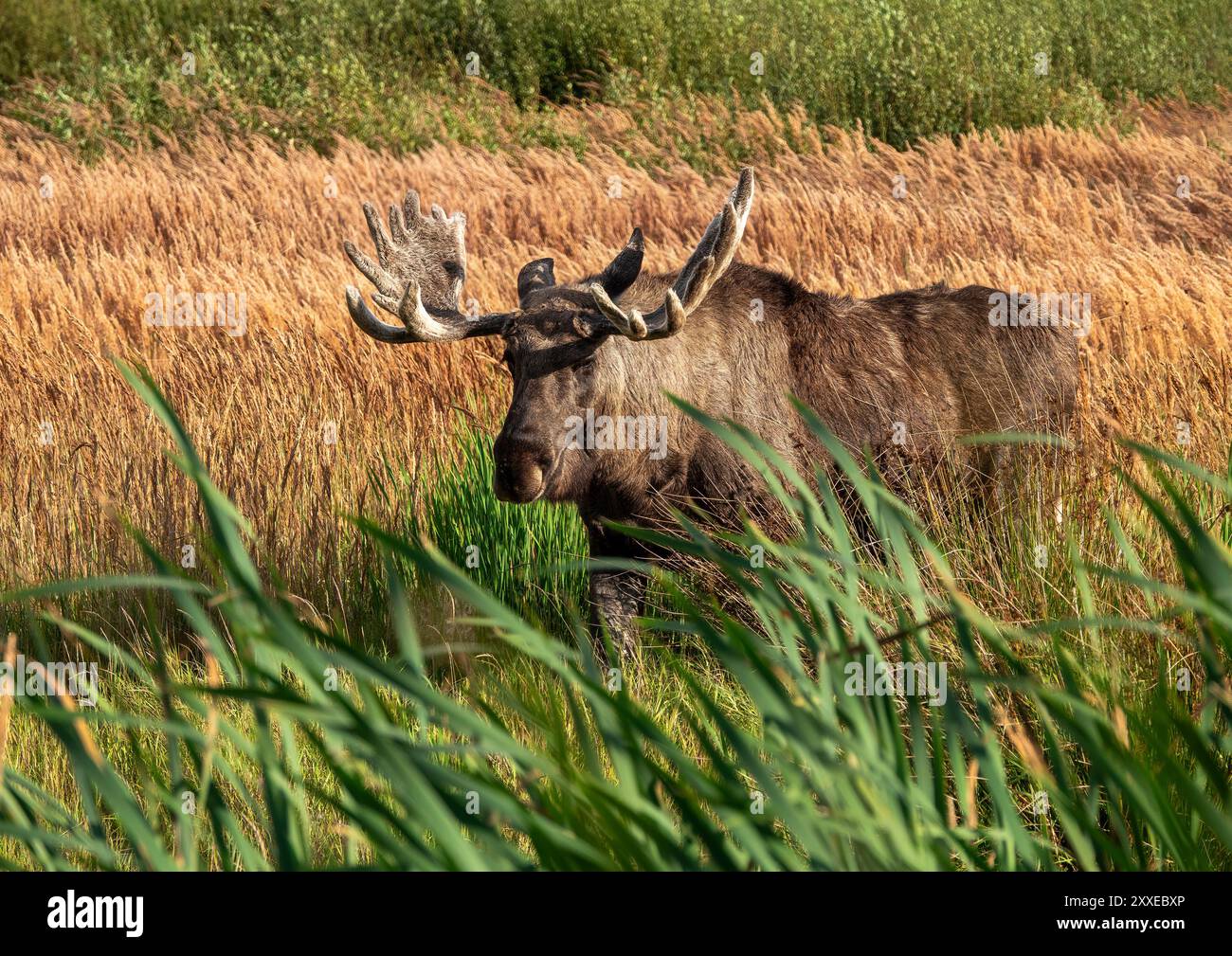 a male moose wild animal with big antlers living in the lille vildmose ...
