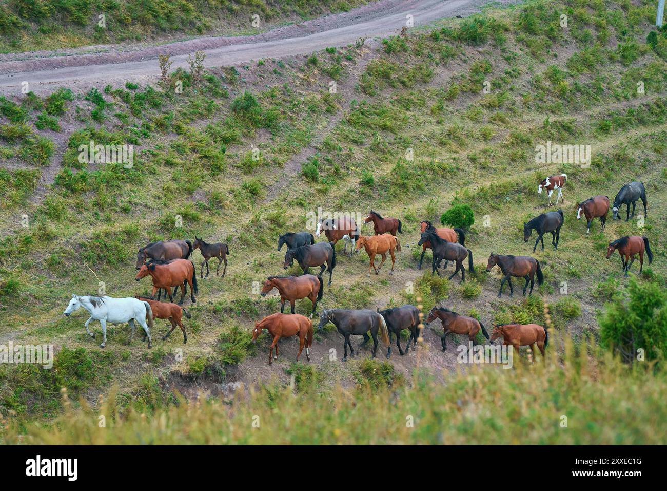 a herd of wild horses galloping in the mountains Stock Photo - Alamy