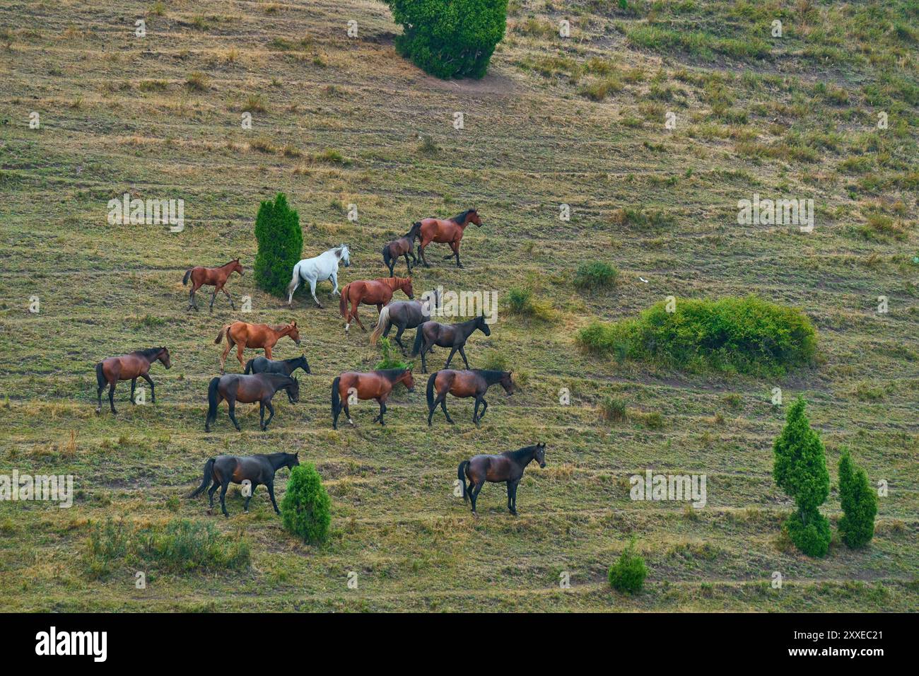 a herd of wild horses galloping in the mountains Stock Photo - Alamy