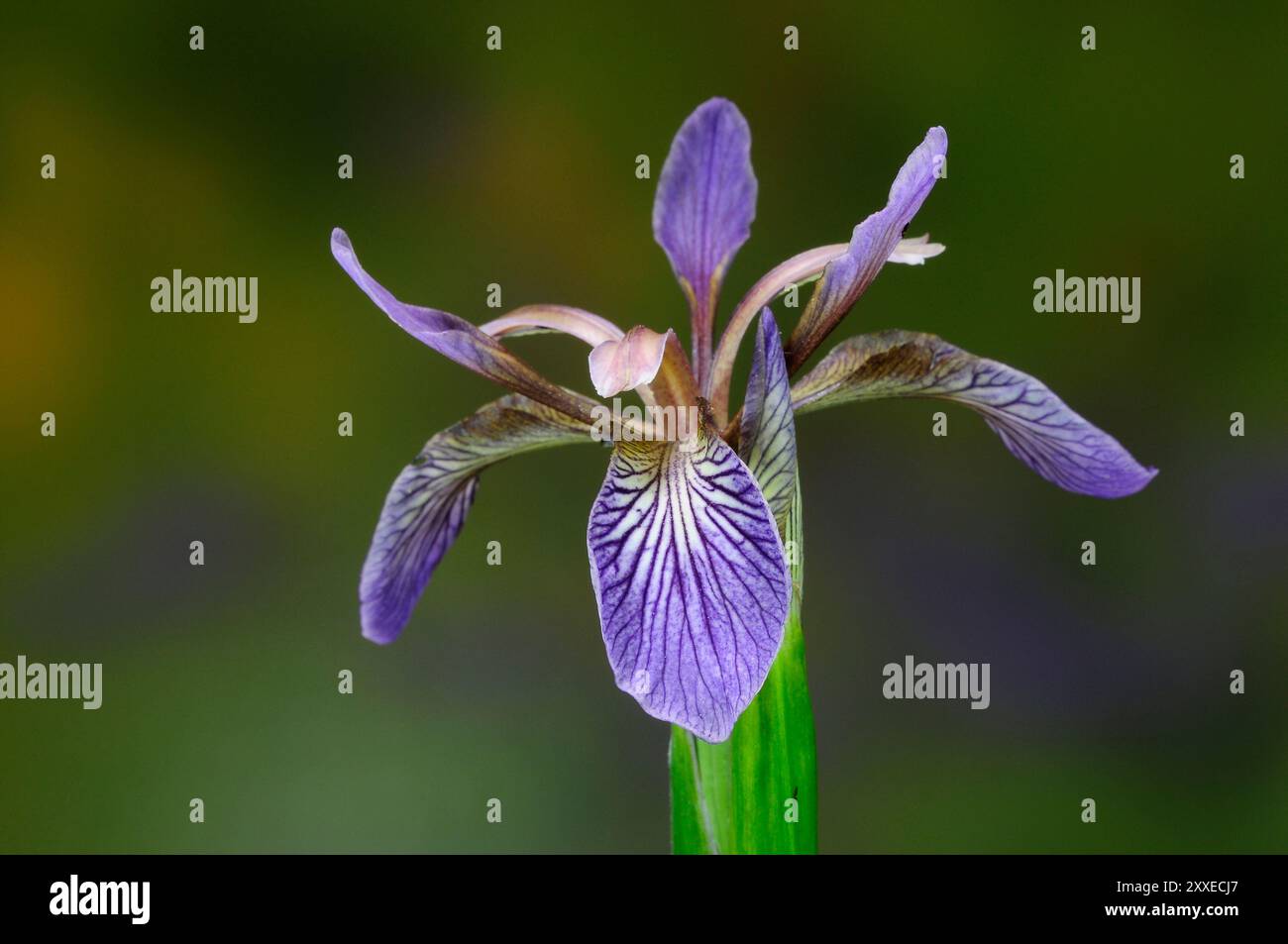 Stinking iris image hi-res stock photography and images - Alamy
