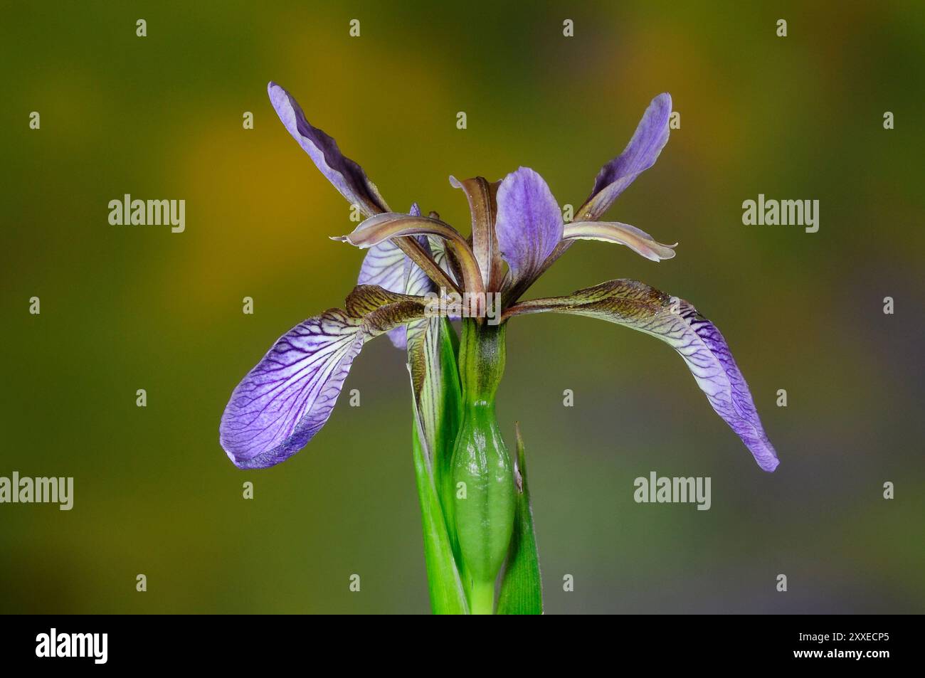 Stinking iris iris foetidissima iridaceae hi-res stock photography and ...
