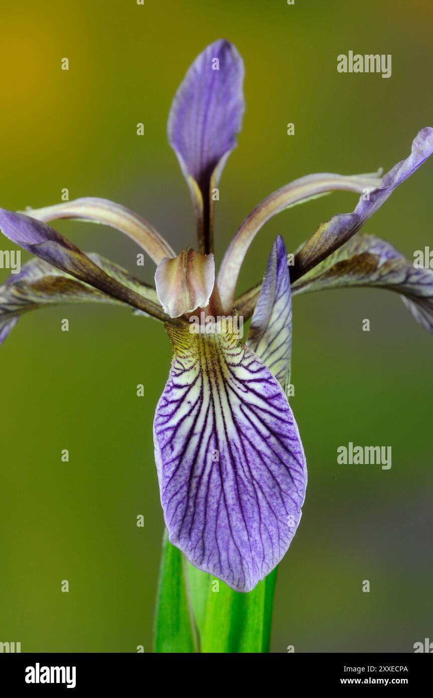 Stinking iris iris foetidissima iridaceae hi-res stock photography and ...