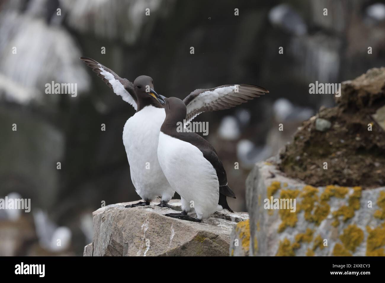 Common Murre at Cape St. Mary's Ecological Bird Sanctuary in ...