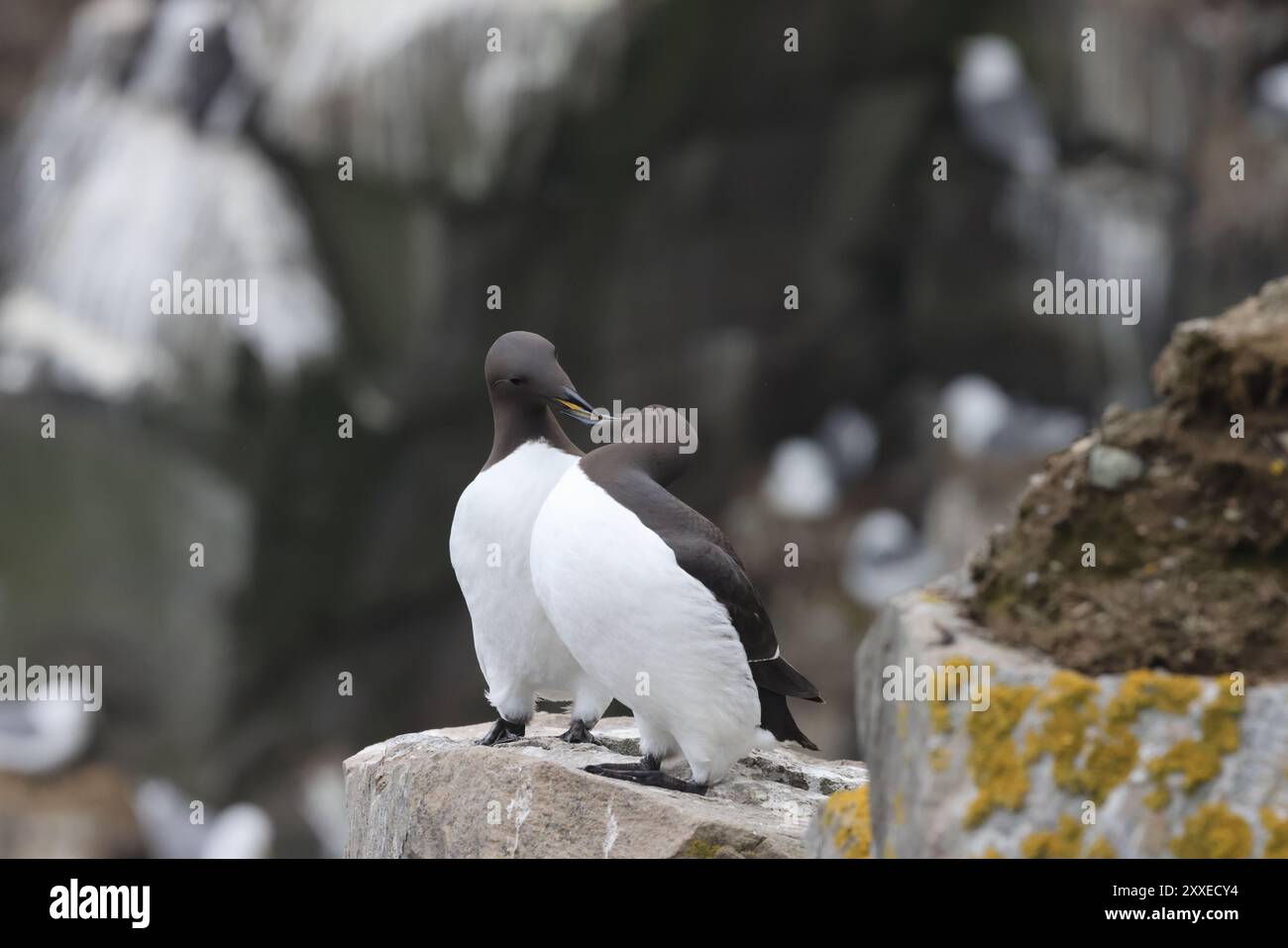 Common Murre at Cape St. Mary's Ecological Bird Sanctuary in ...
