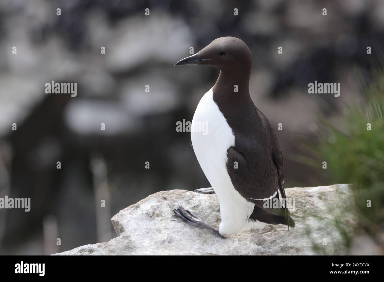 Common Murre at Cape St. Mary's Ecological Bird Sanctuary in ...
