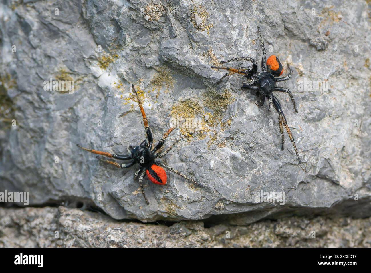 Two male jumping spiders Philaeus Chrysops measure their strength Stock ...