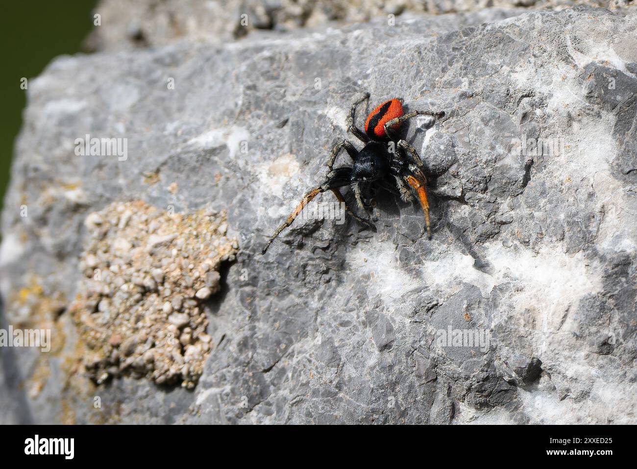 Jumping spider on rock hi-res stock photography and images - Alamy