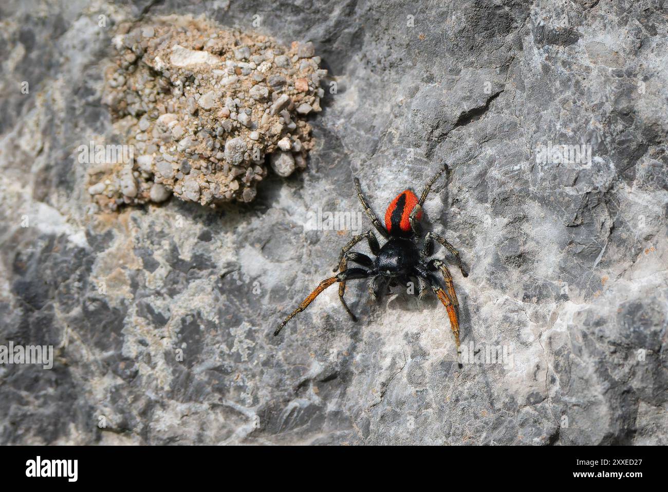 A male jumping spider Philaeus Chrysops on a stone wall Stock Photo - Alamy