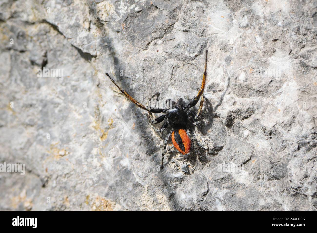 A male jumping spider Philaeus Chrysops on a stone wall Stock Photo - Alamy