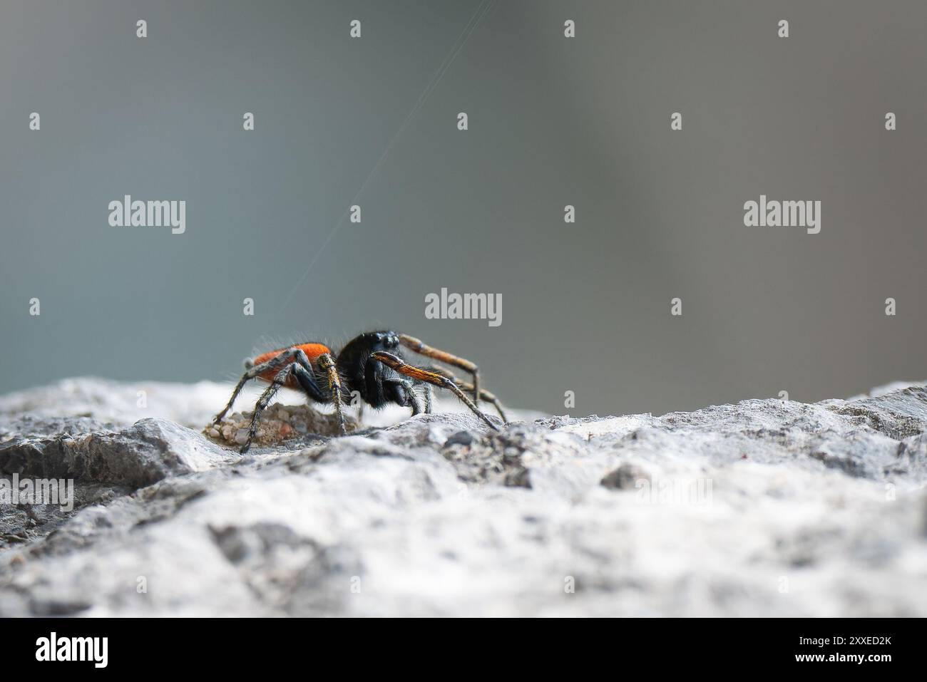 Jumping spider on rock hi-res stock photography and images - Alamy