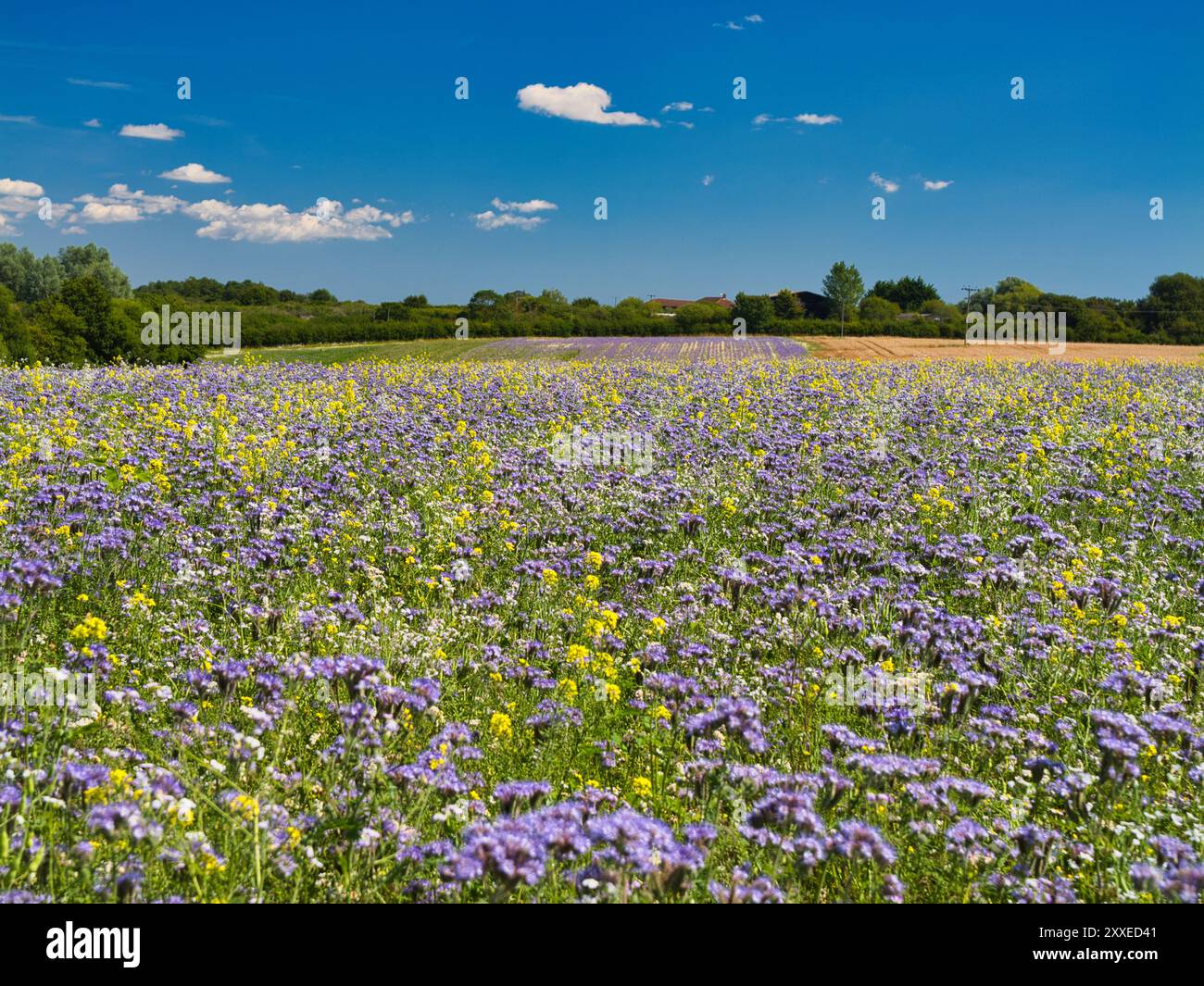 A field of phacelia growing on a farm in the UK. Also yellow mustard ...