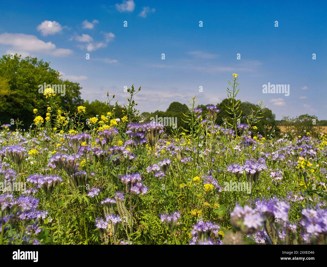 A field of phacelia growing on a farm in the UK. Also yellow mustard ...
