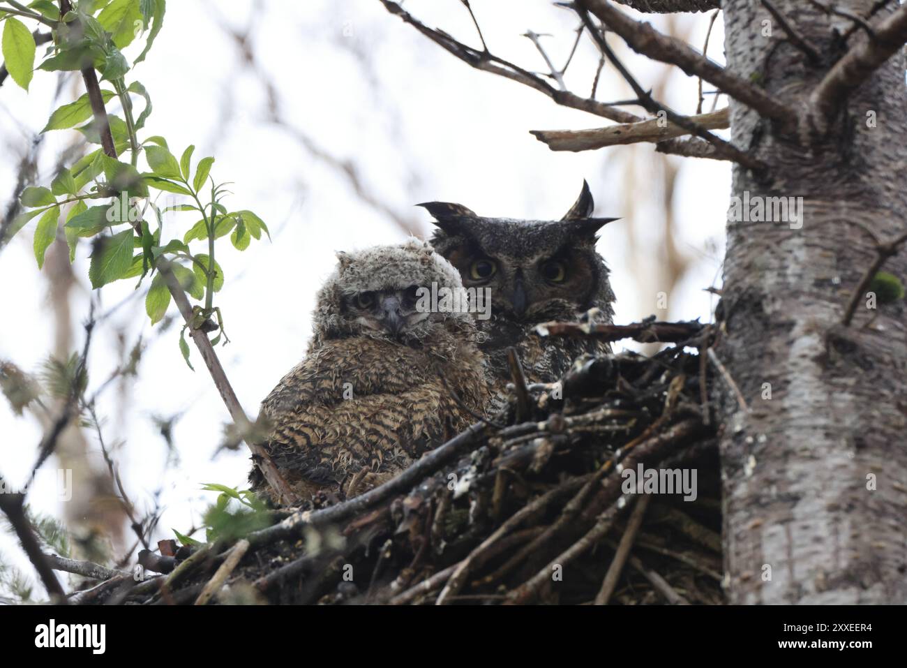 Great Horned Owl Nest Newfoundland Kanada Stock Photo - Alamy