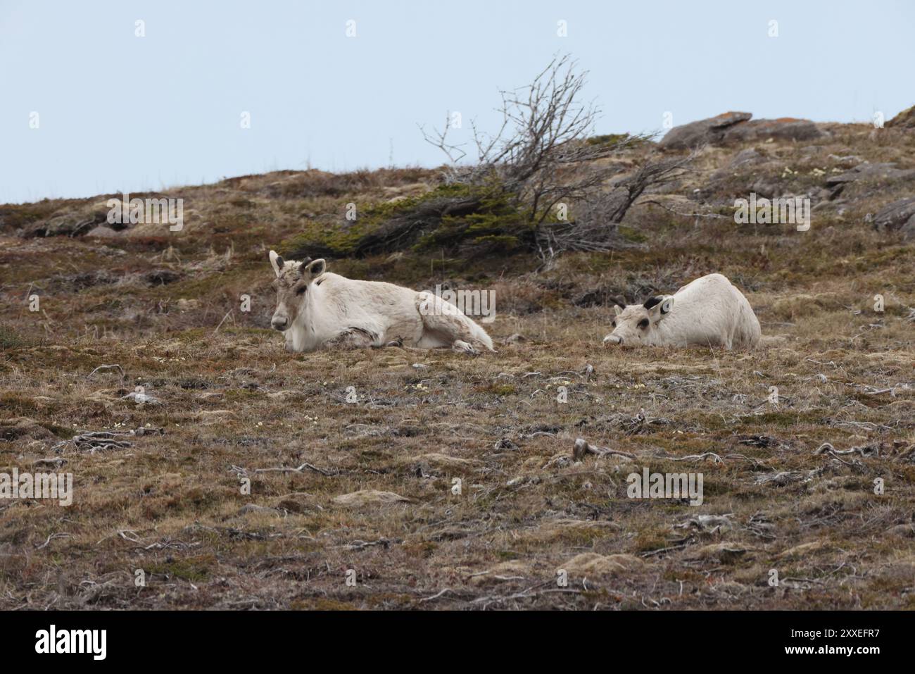 Canadian woodland caribou Newfoundland Canada Stock Photo - Alamy