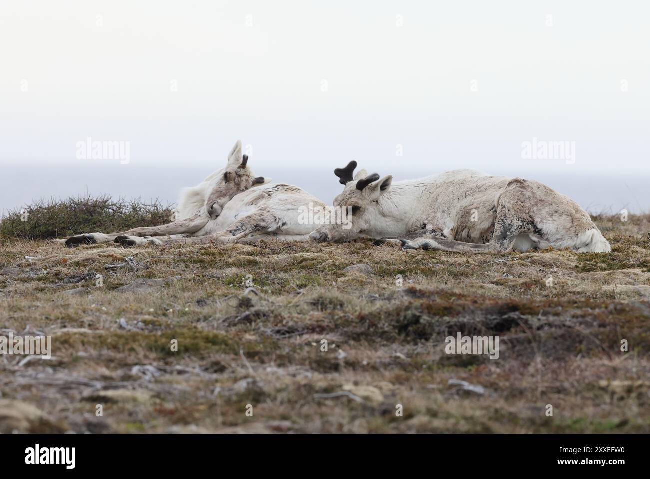 Canadian woodland caribou Newfoundland Canada Stock Photo - Alamy
