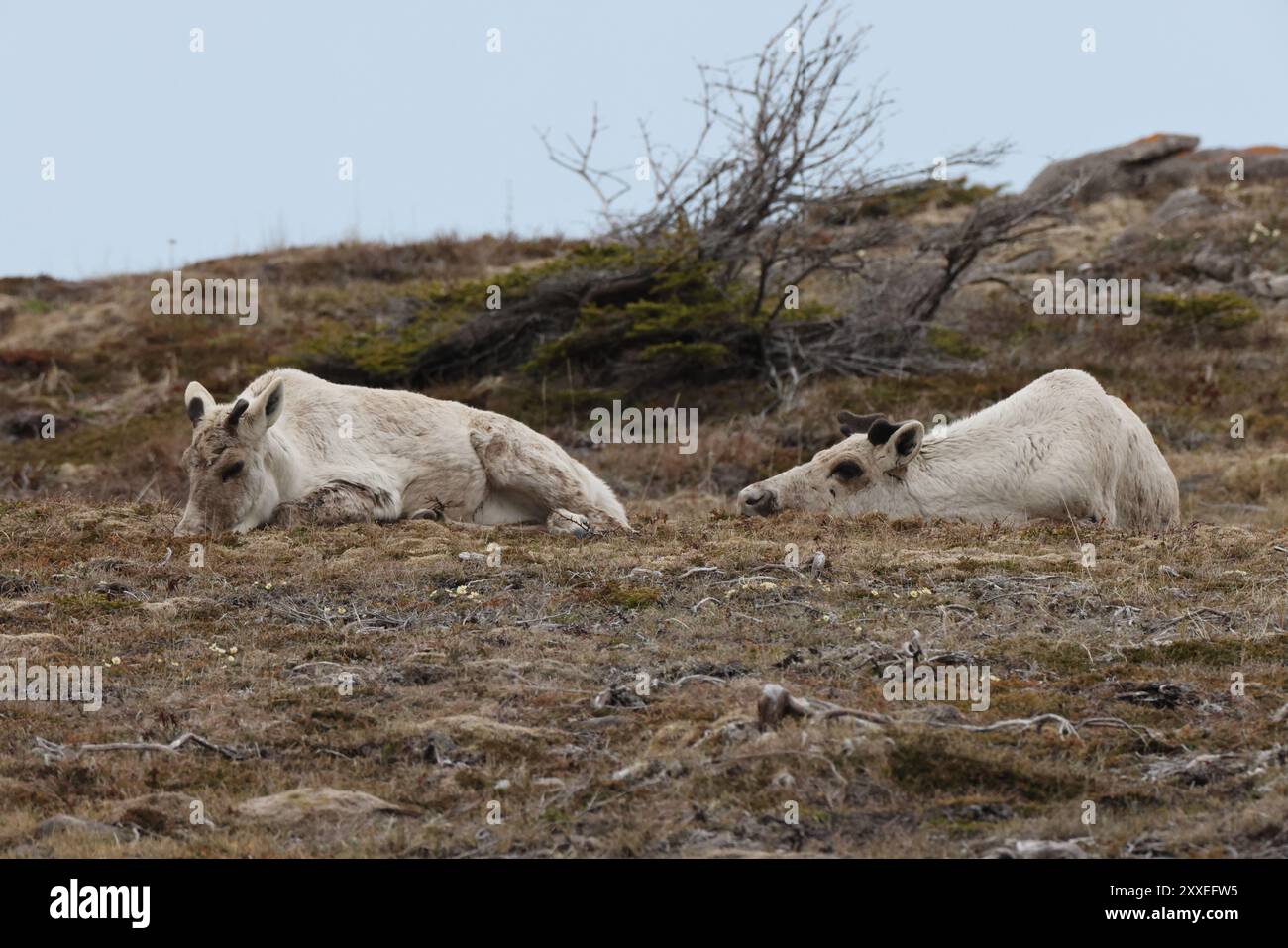 Canadian woodland caribou Newfoundland Canada Stock Photo - Alamy