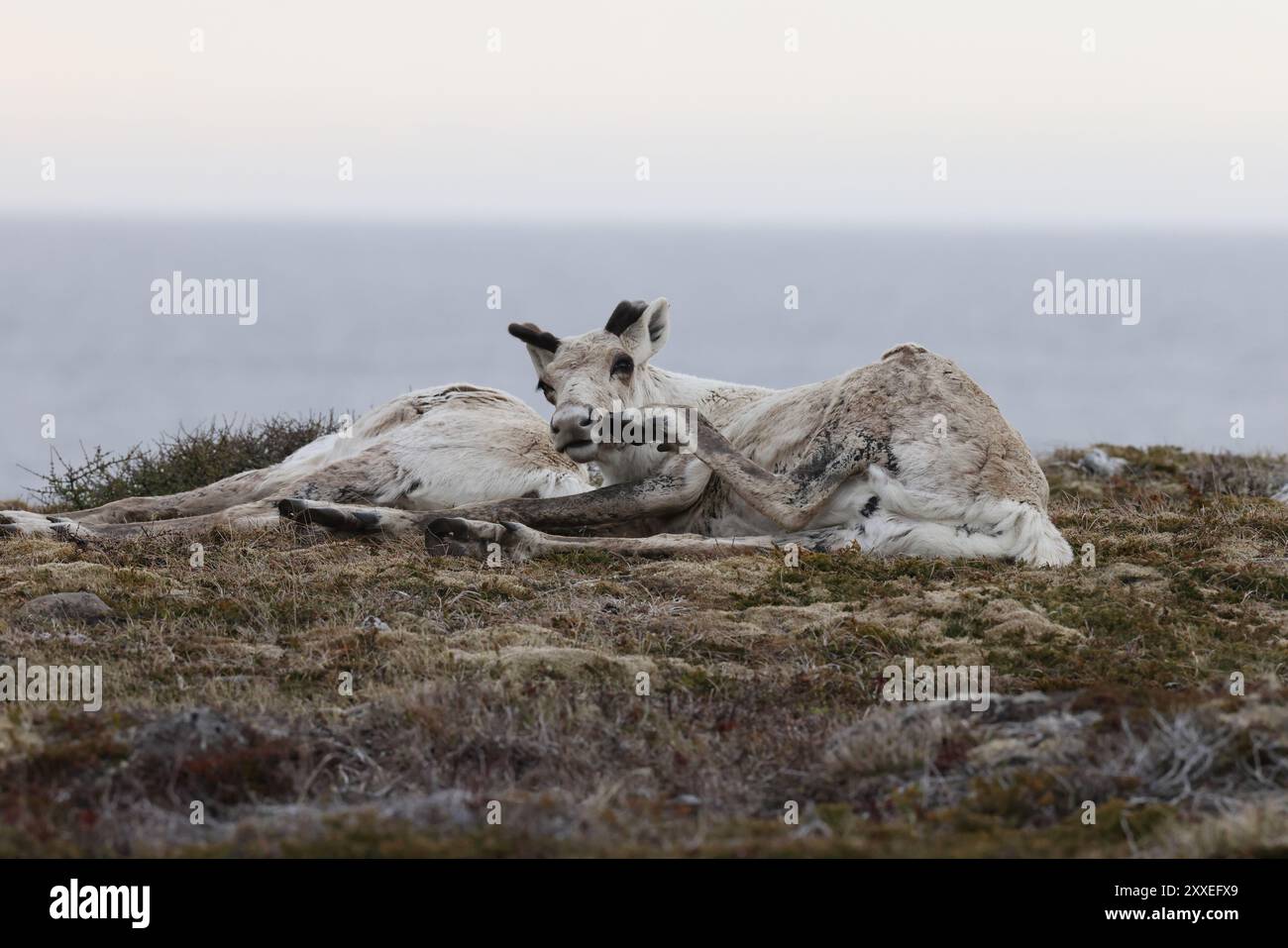 Canadian woodland caribou Newfoundland Canada Stock Photo - Alamy