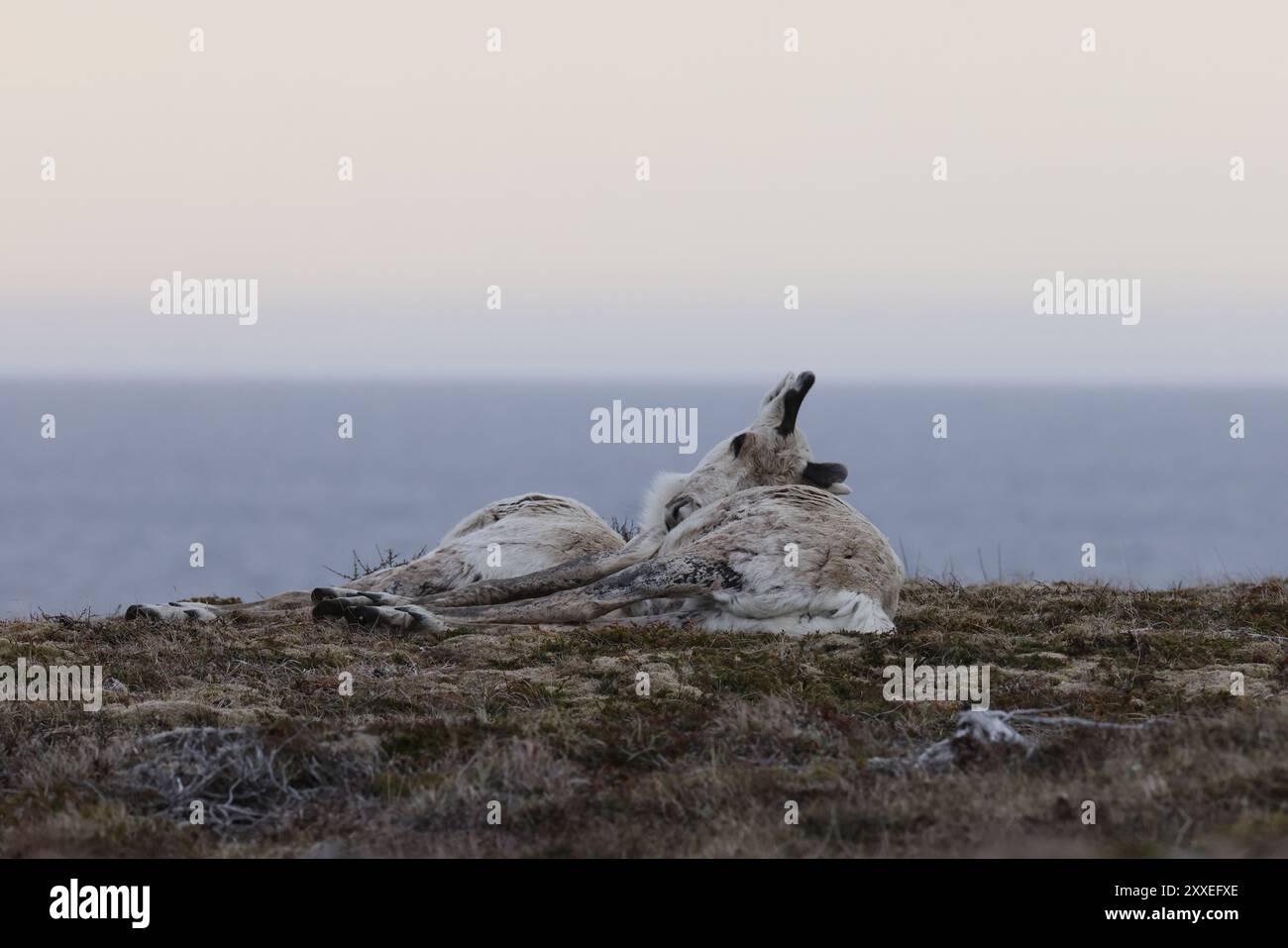 Canadian woodland caribou Newfoundland Canada Stock Photo - Alamy