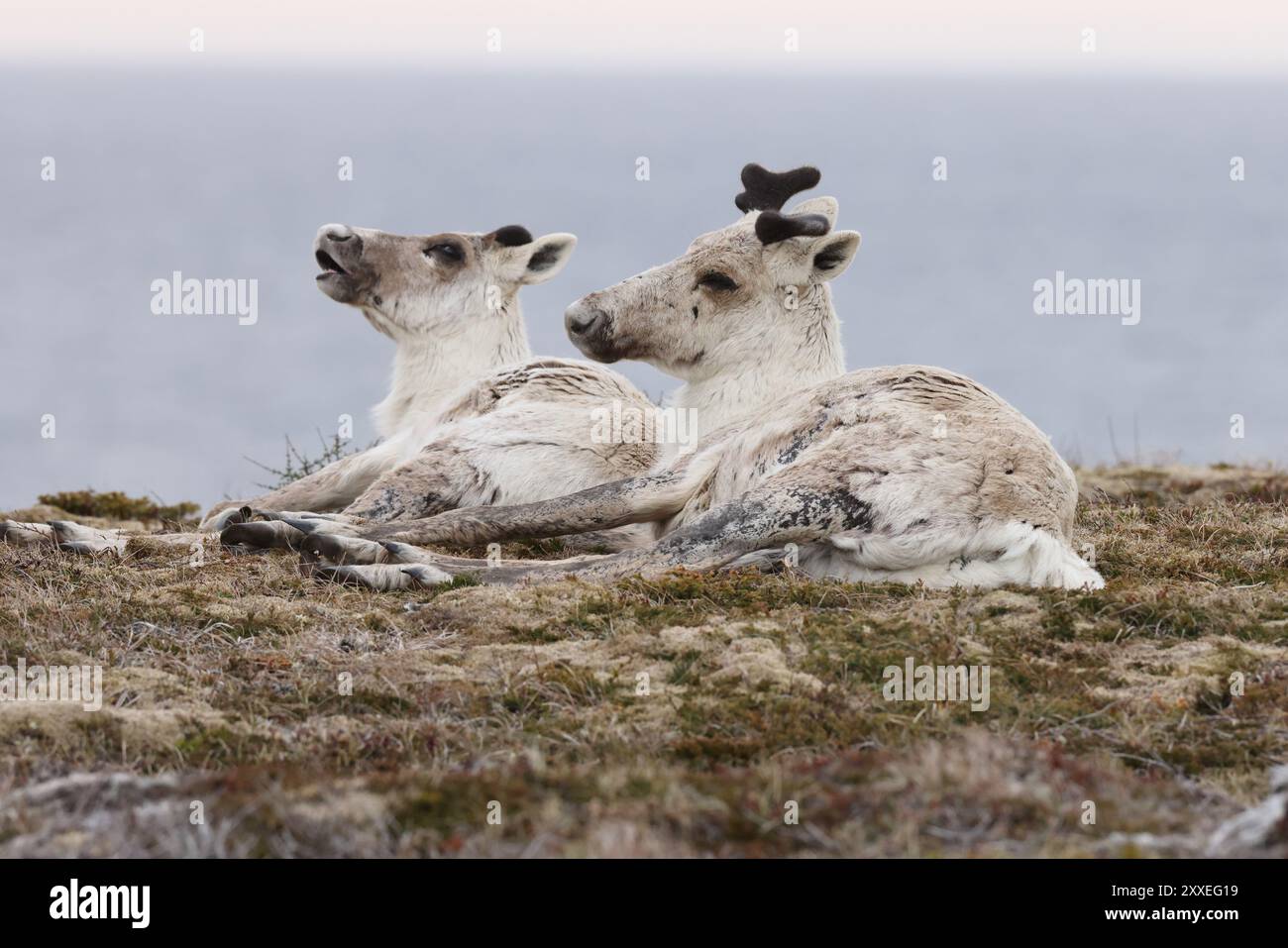 Canadian woodland caribou Newfoundland Canada Stock Photo - Alamy