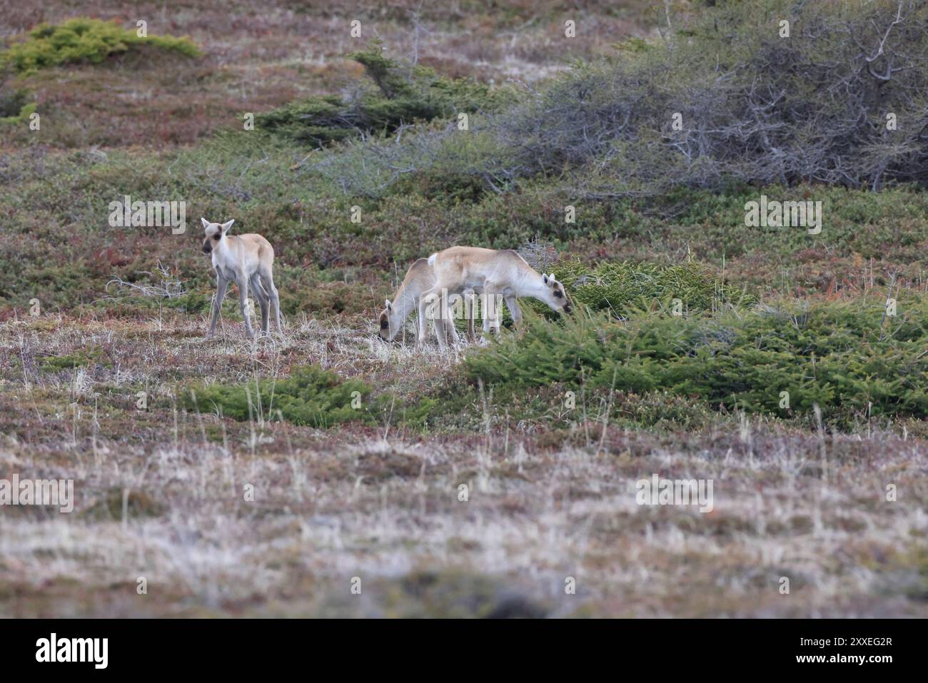 Canadian woodland caribou herd with young Newfoundland Canada Stock ...