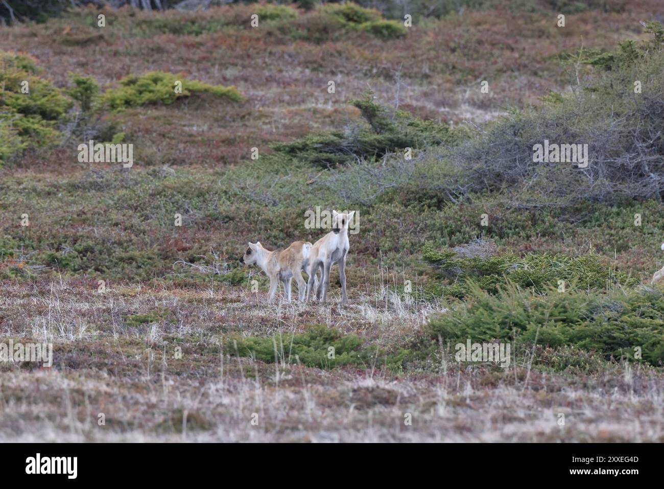 Canadian woodland caribou herd with young Newfoundland Canada Stock ...
