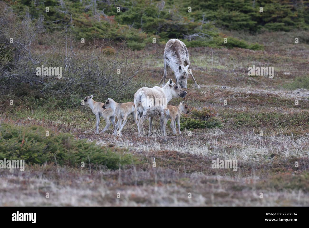 Canadian woodland caribou herd with young Newfoundland Canada Stock ...