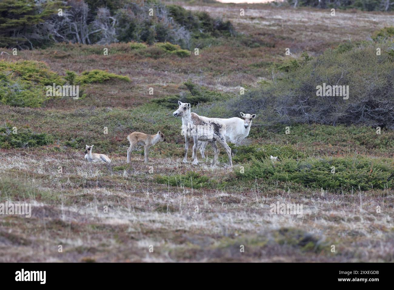 Canadian woodland caribou herd with young Newfoundland Canada Stock ...