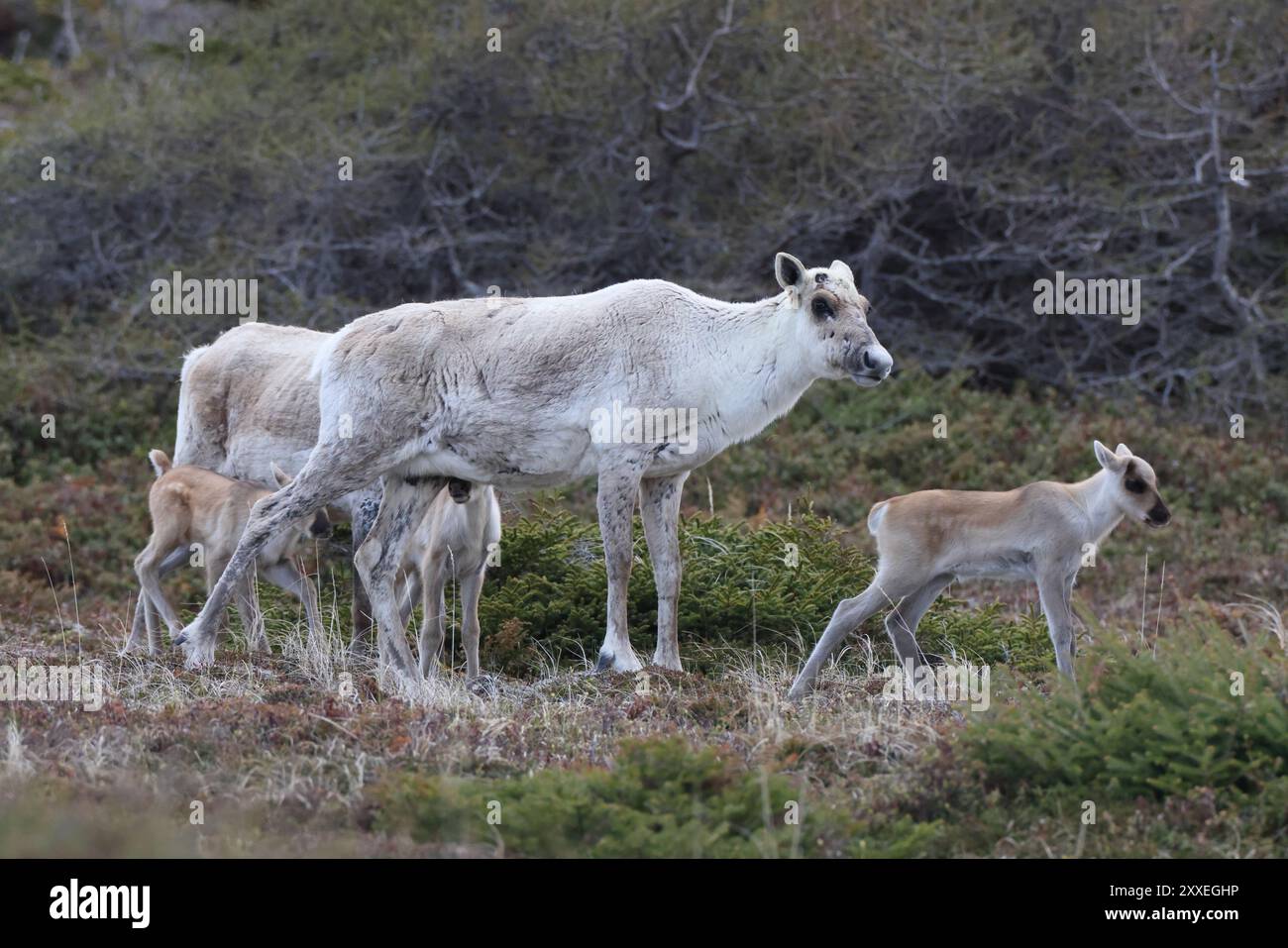 Canadian woodland caribou herd with young Newfoundland Canada Stock ...
