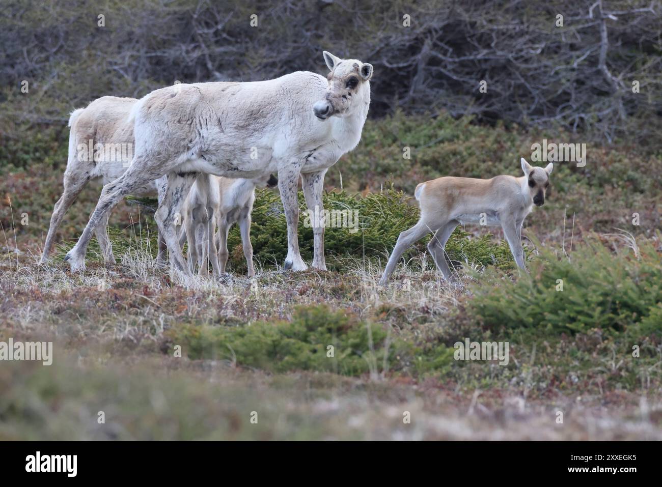 Canadian woodland caribou herd with young Newfoundland Canada Stock ...