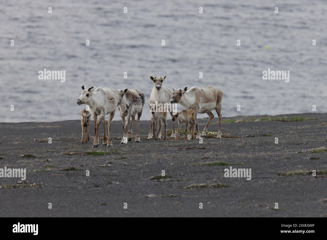 Canadian woodland caribou herd with young Newfoundland Canada Stock ...