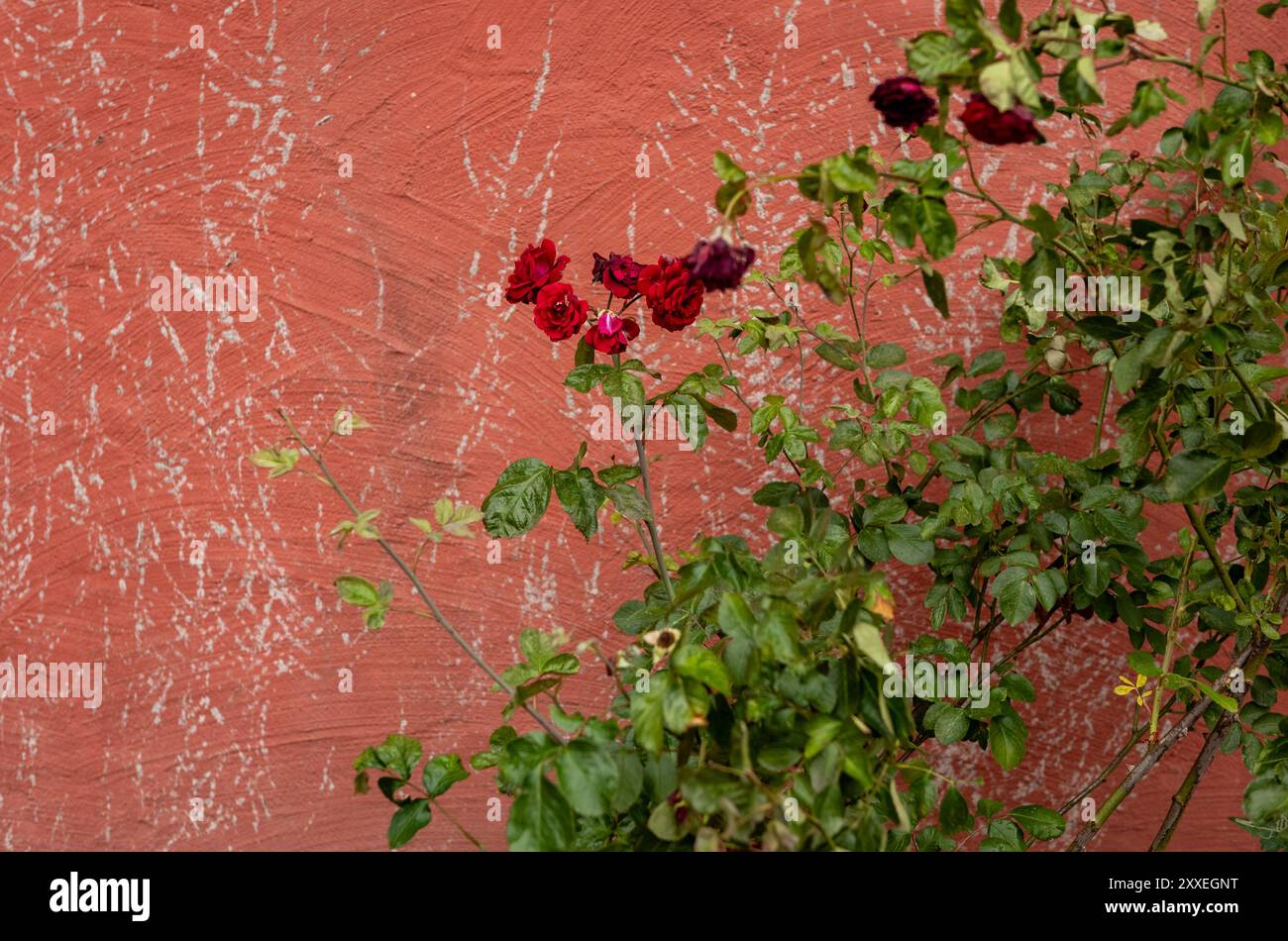 Roses against house wall hi-res stock photography and images - Alamy