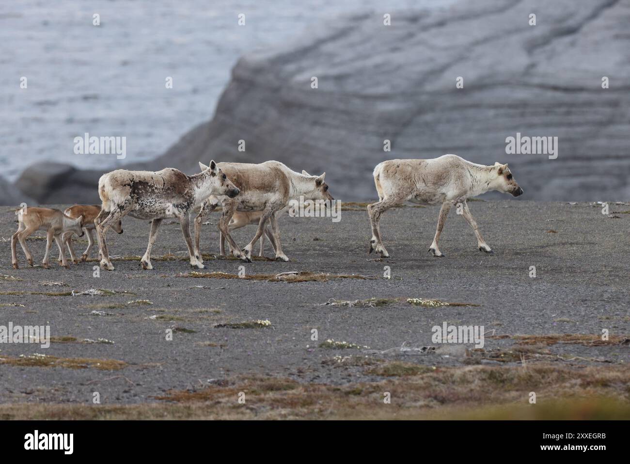 Canadian woodland caribou herd with young Newfoundland Canada Stock ...