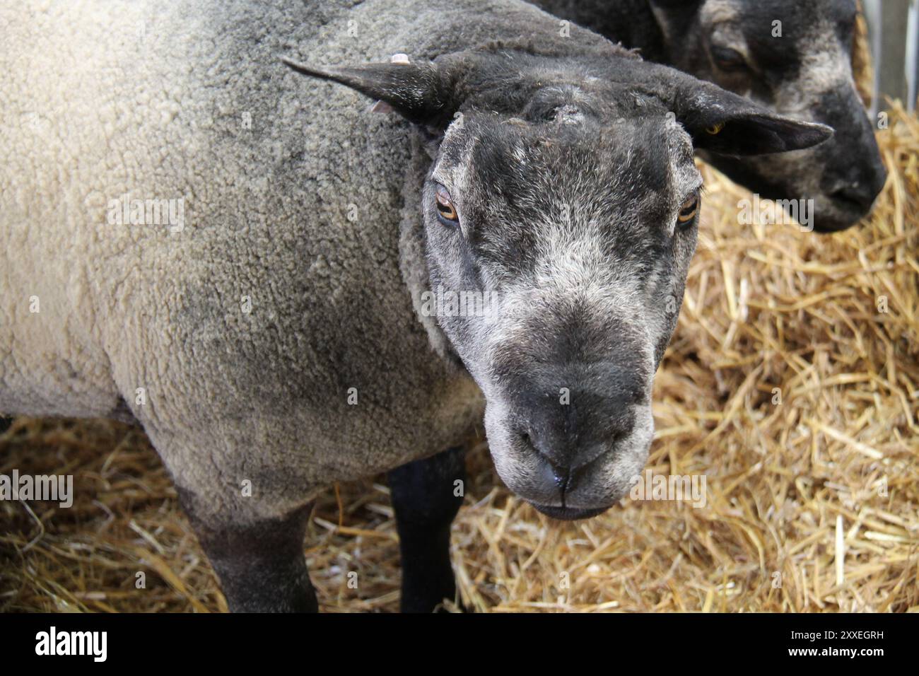 Blue texel hi-res stock photography and images - Alamy