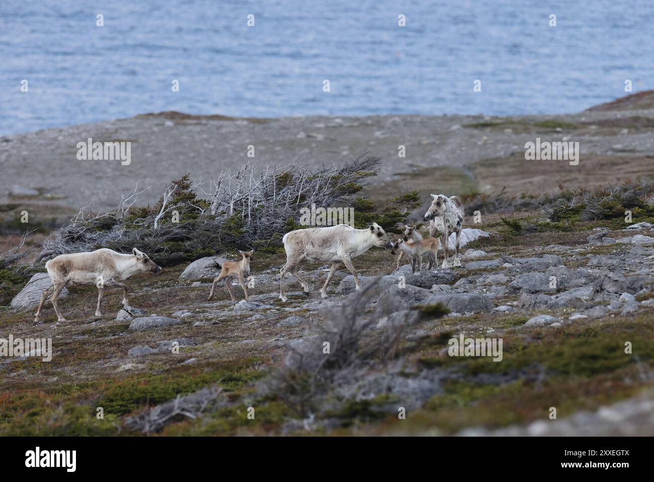 Canadian woodland caribou herd with young Newfoundland Canada Stock ...