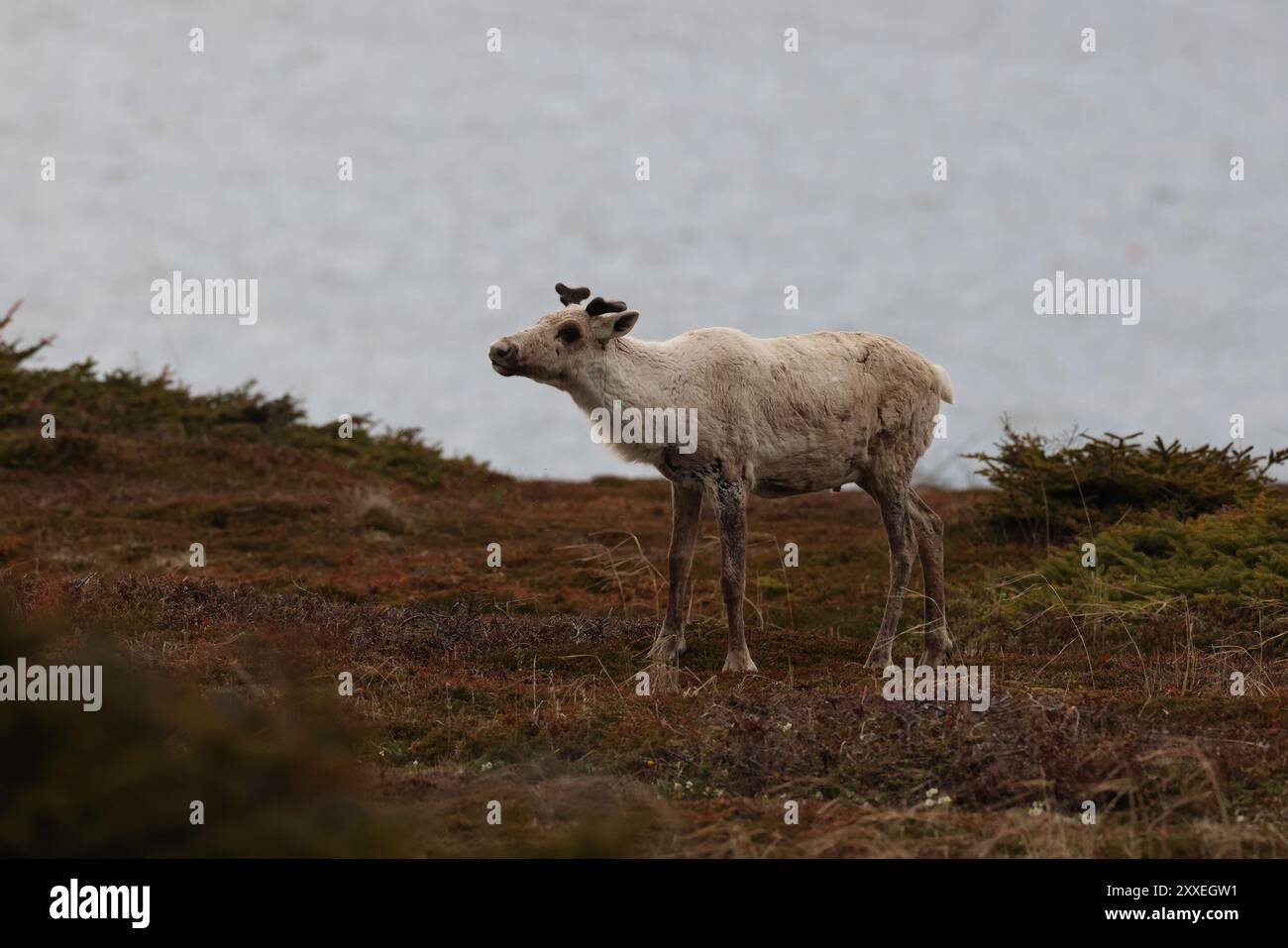 Canadian woodland caribou Newfoundland Canada Stock Photo - Alamy