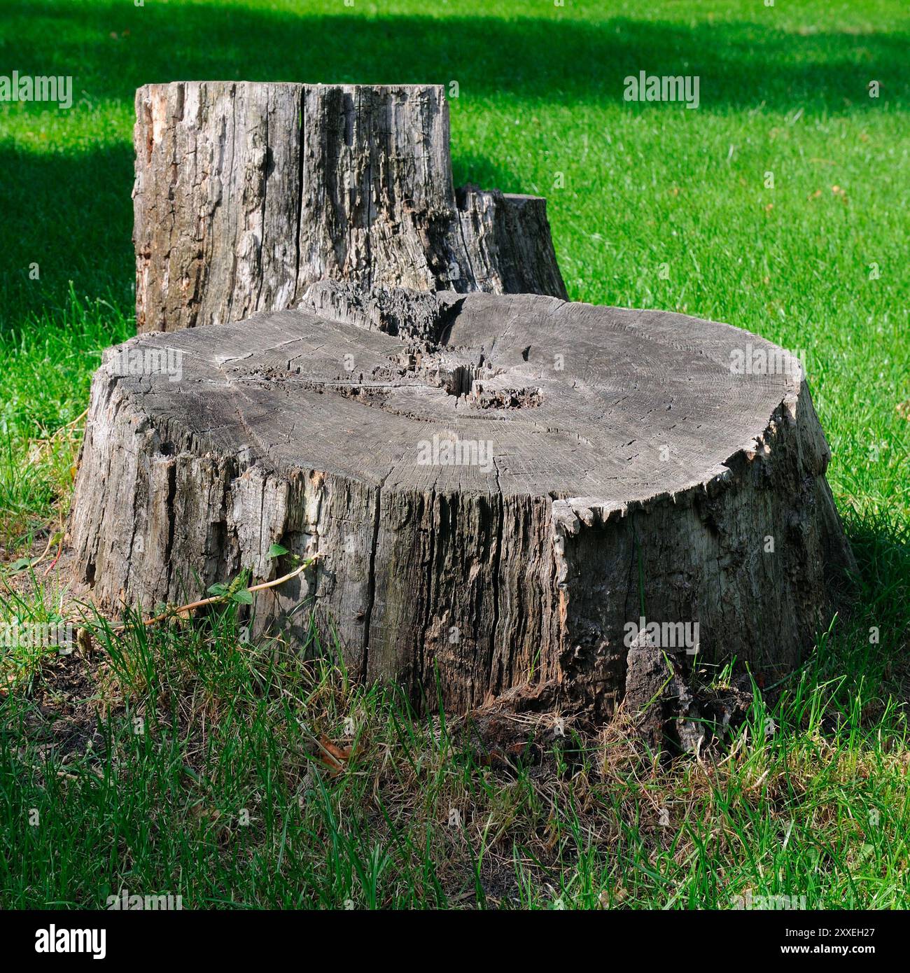 Old Trees stump with green grass in the forest Stock Photo - Alamy