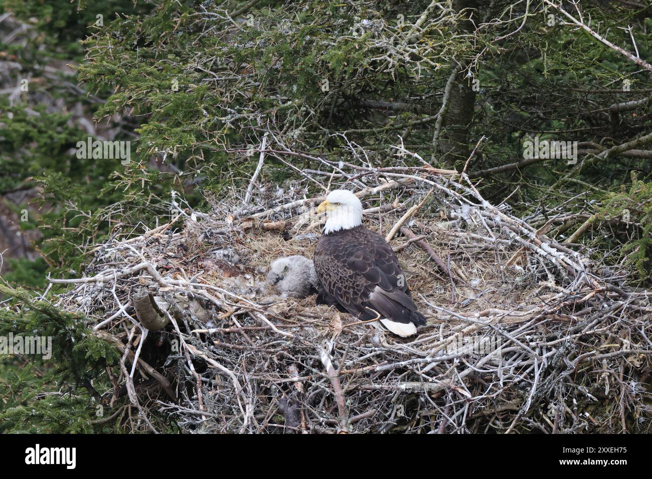 Adult Bald Eagle with chick in a nest in a tree Newfoundland Canada ...