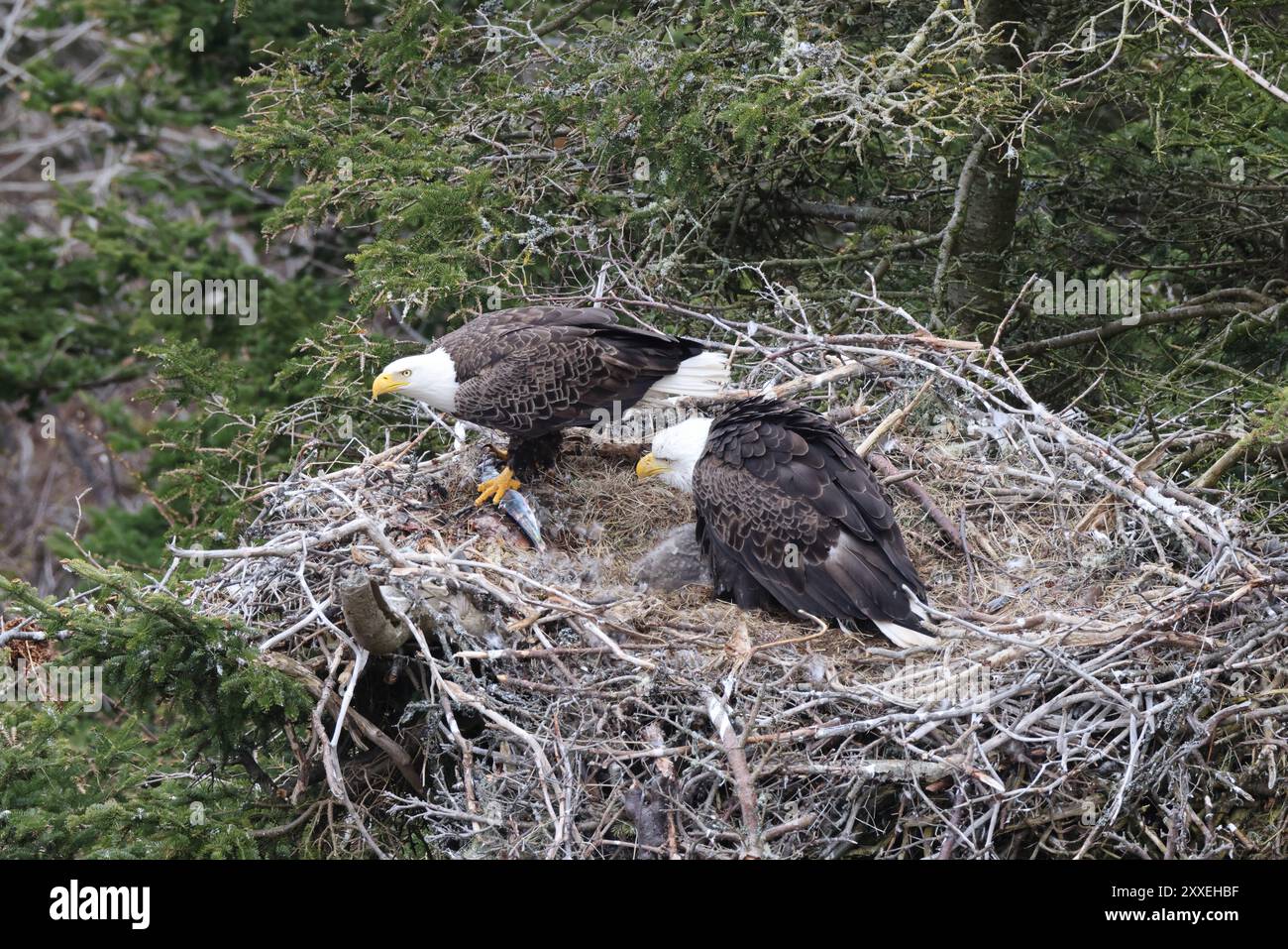 Adult Bald Eagle with chick in a nest in a tree Newfoundland Canada ...