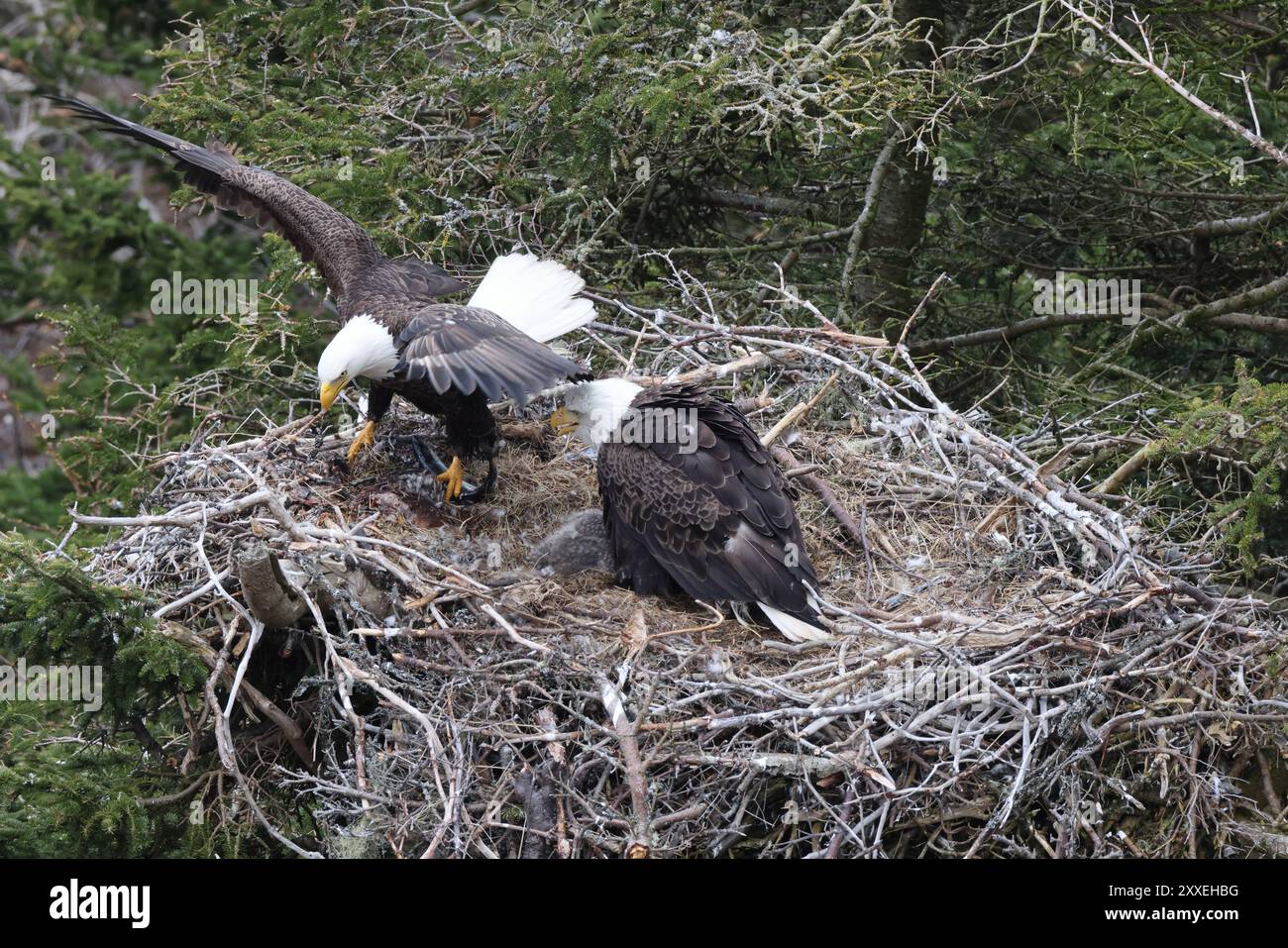Adult Bald Eagle with chick in a nest in a tree Newfoundland Canada ...